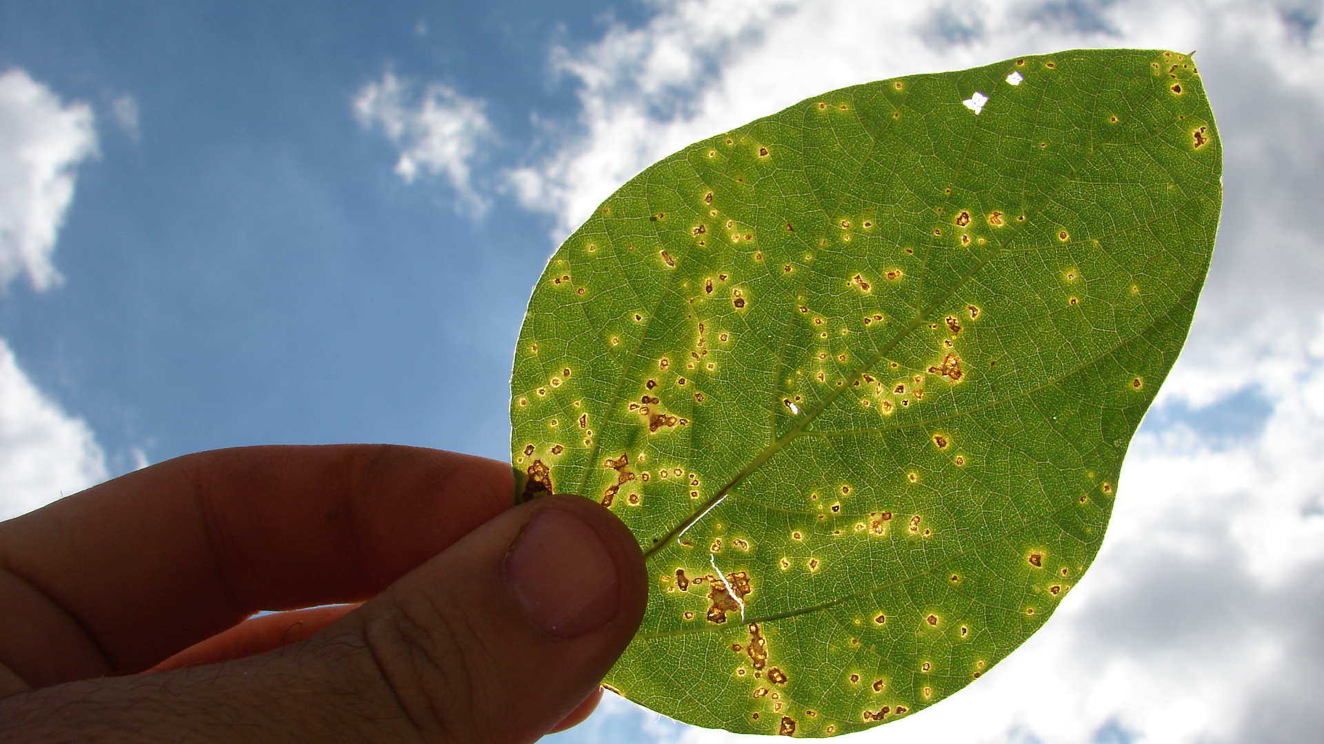 Disease and Pest Resistance - Our Research | Institute of Plant ...